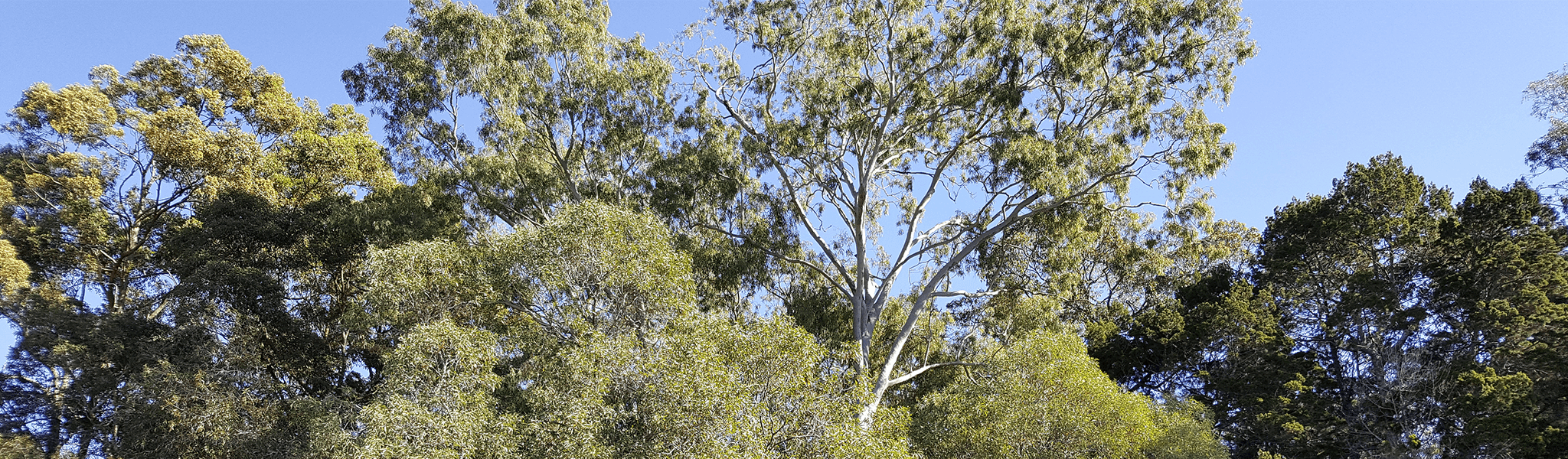Caboolture State School